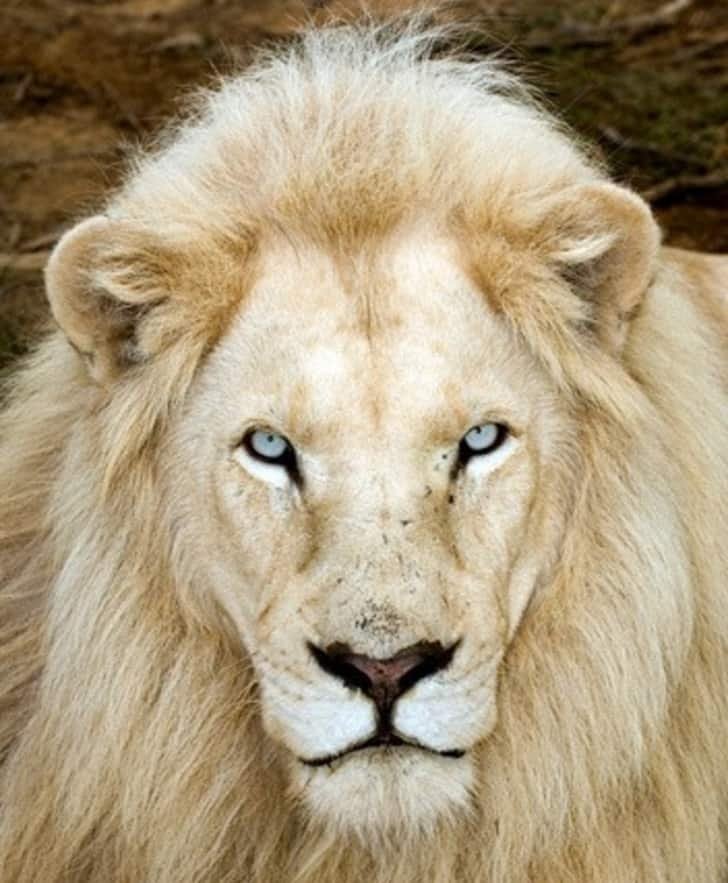15 animale albinoase care s-au născut pentru a uimi lumea - Curiozitati